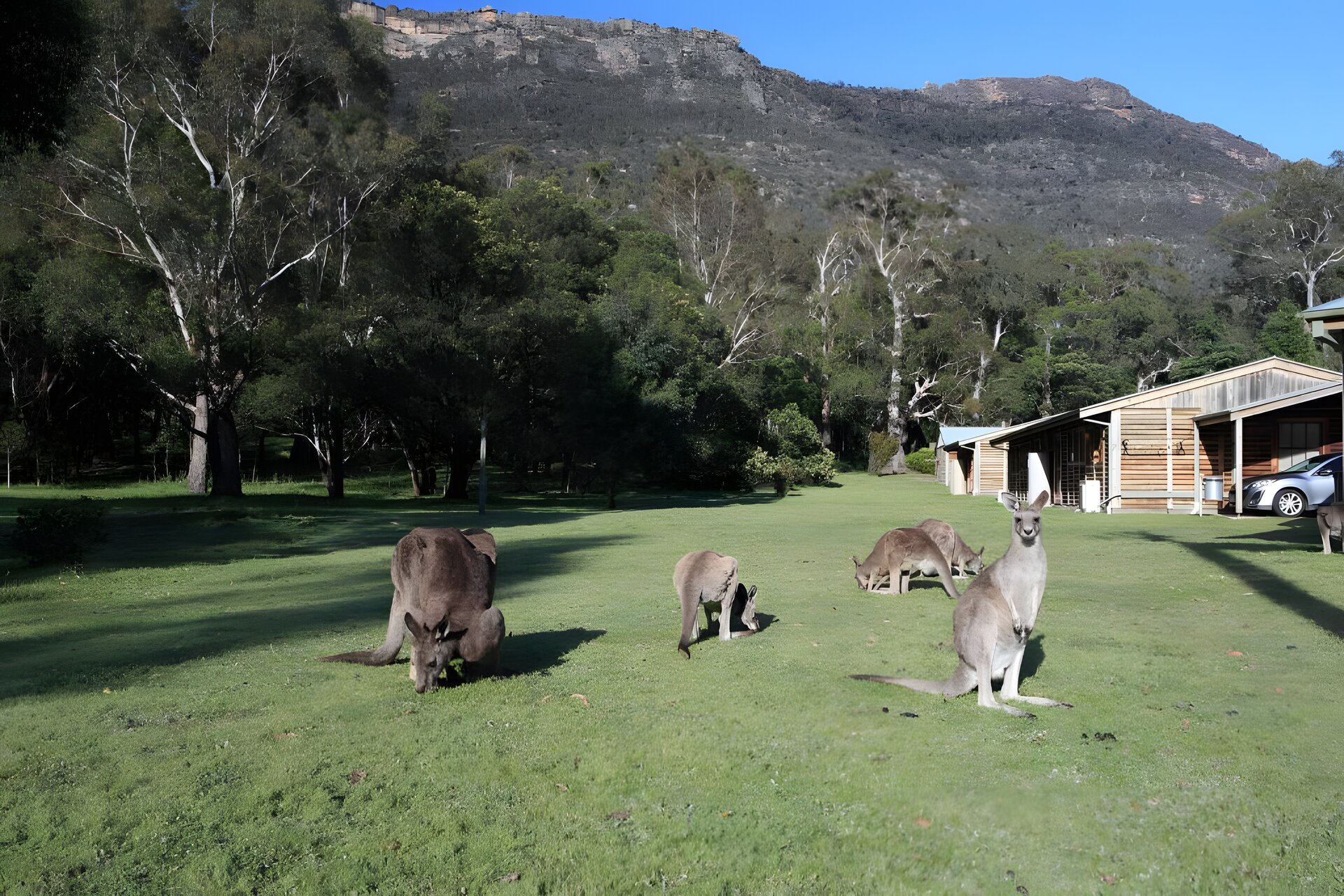 Halls Gap Log Cabins:Home